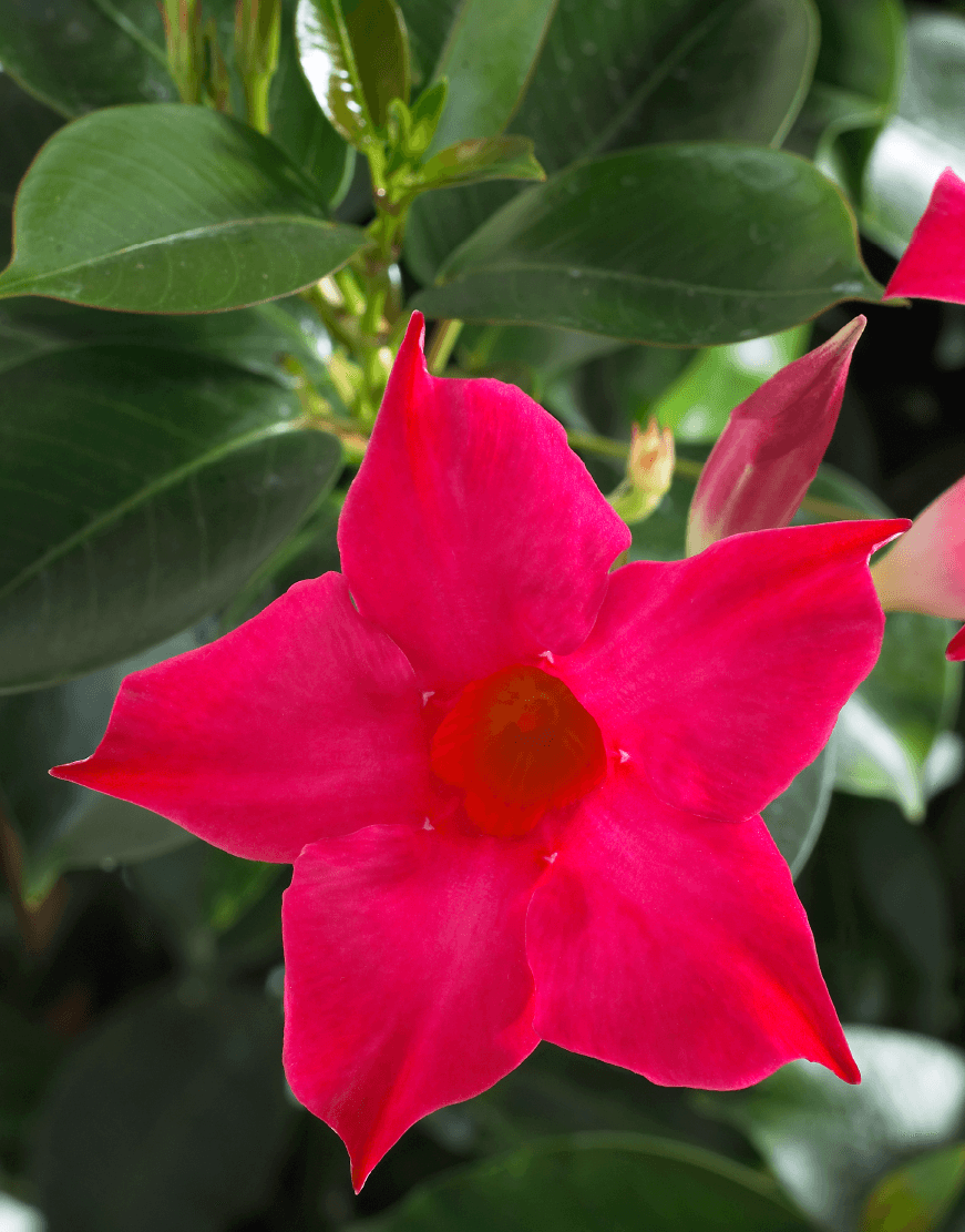 Sundaville® Pink | Worlds no.1 mandevilla (dipladenia)