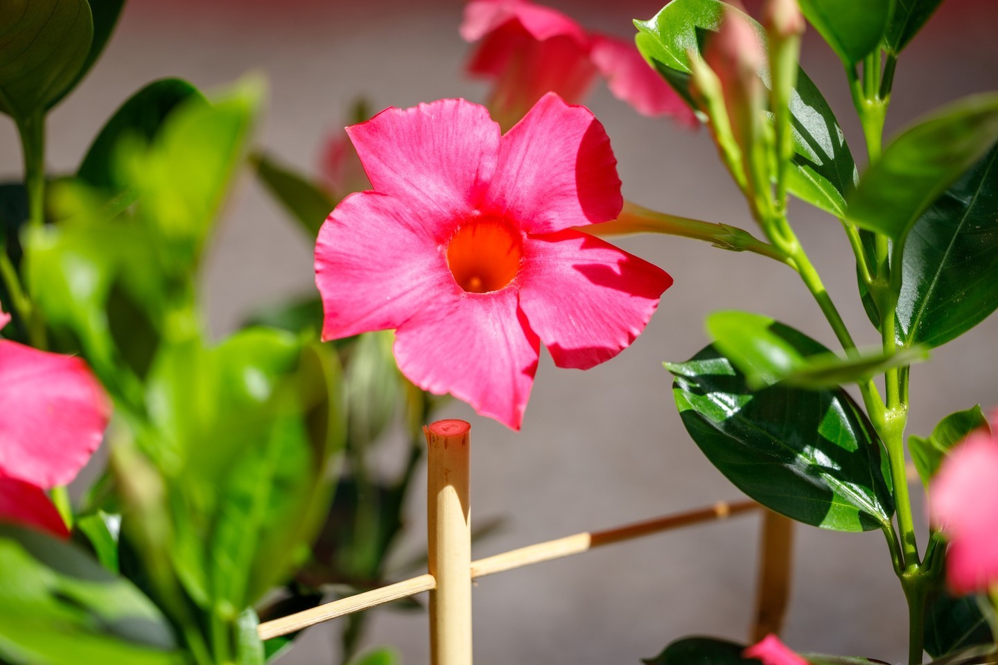 Press kit Sundaville® | Flower Power | Must-have for your garden