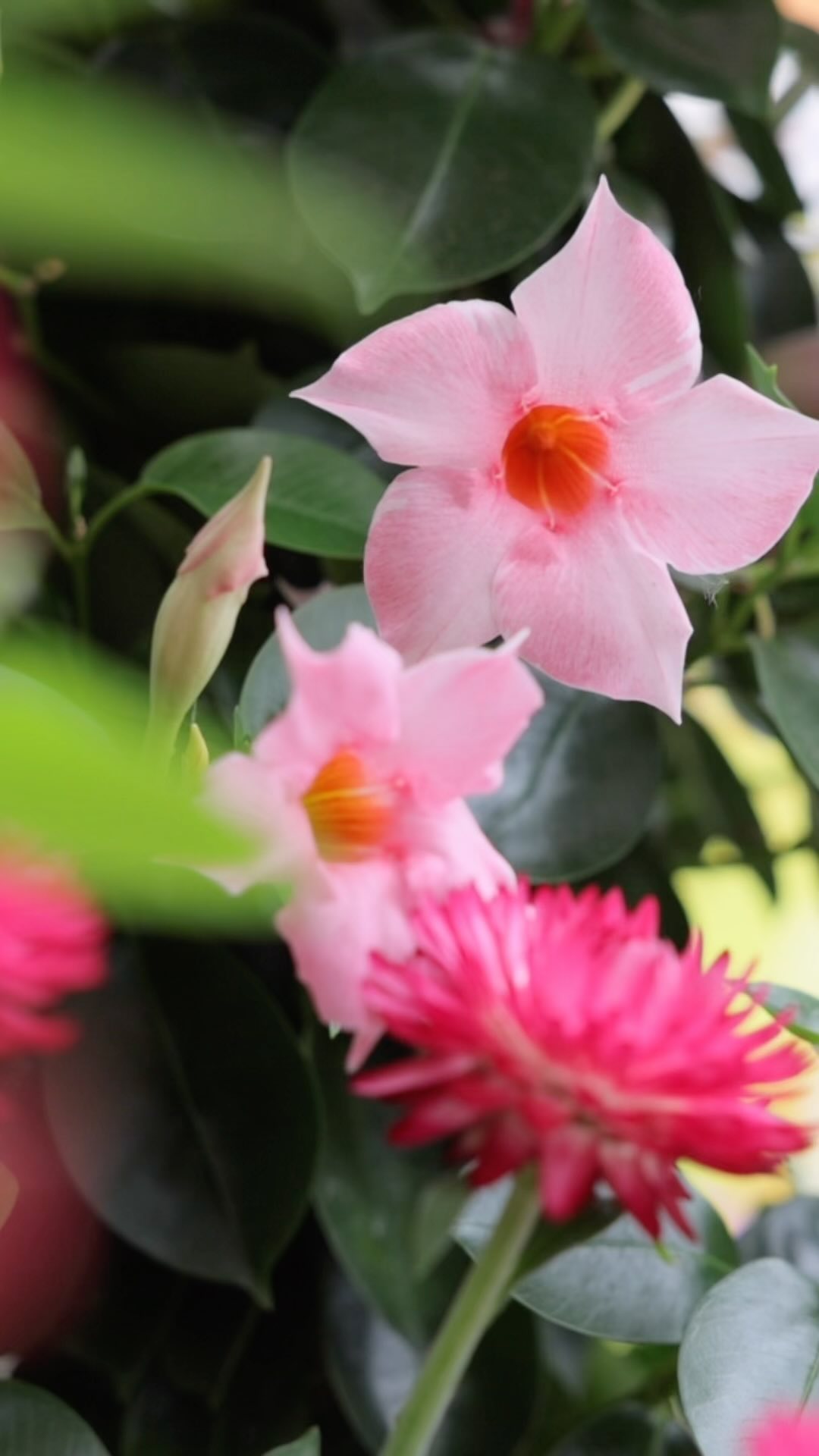 Press kit Sundaville® | Flower Power | Must-have for your garden