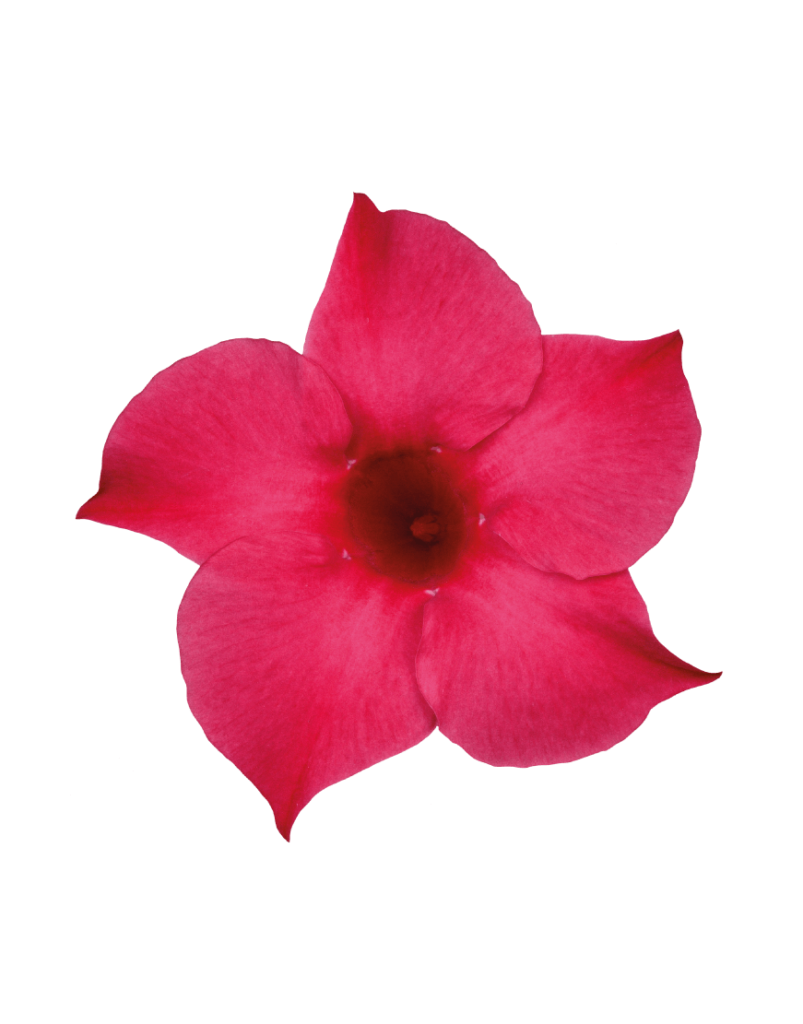 Sundaville® Pink - Worlds no.1 mandevilla (dipladenia)
