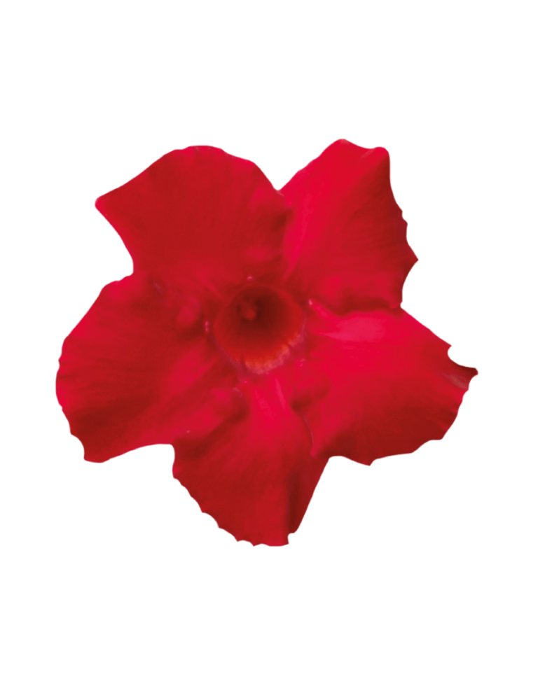 Sundaville® Velvet Red - Worlds no.1 mandevilla (dipladenia)