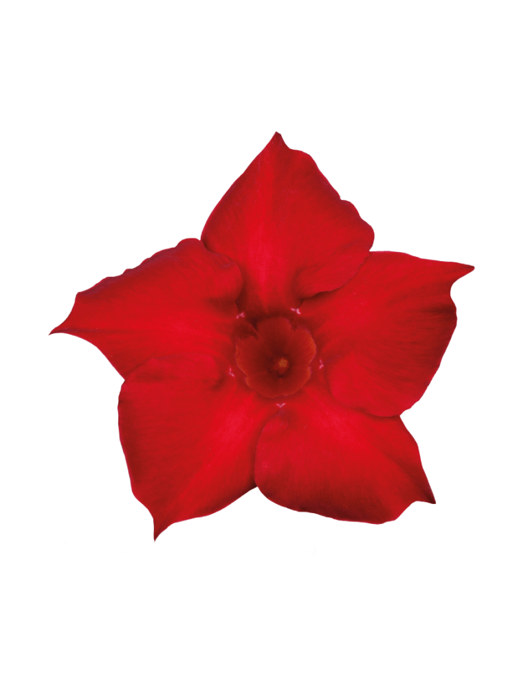 Sundaville® Red - Worlds no.1 mandevilla (dipladenia)