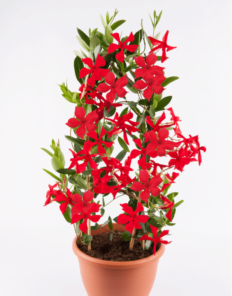 Sundaville® Up Scarlet - Worlds no.1 mandevilla (dipladenia)