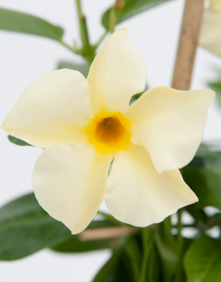Sundaville® Lemon - World's #1 Mandevilla (Dipladenia)