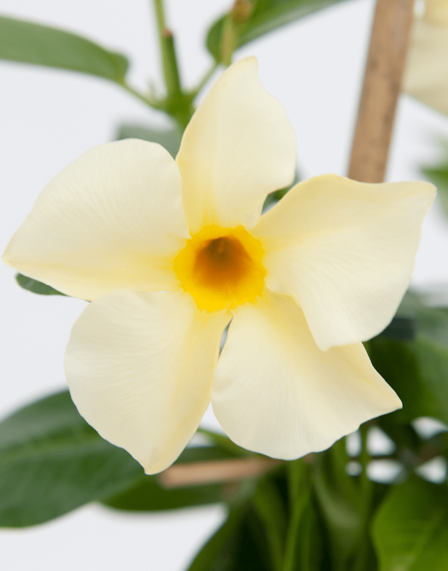 Sundaville® Lemon - World's #1 Mandevilla (Dipladenia)