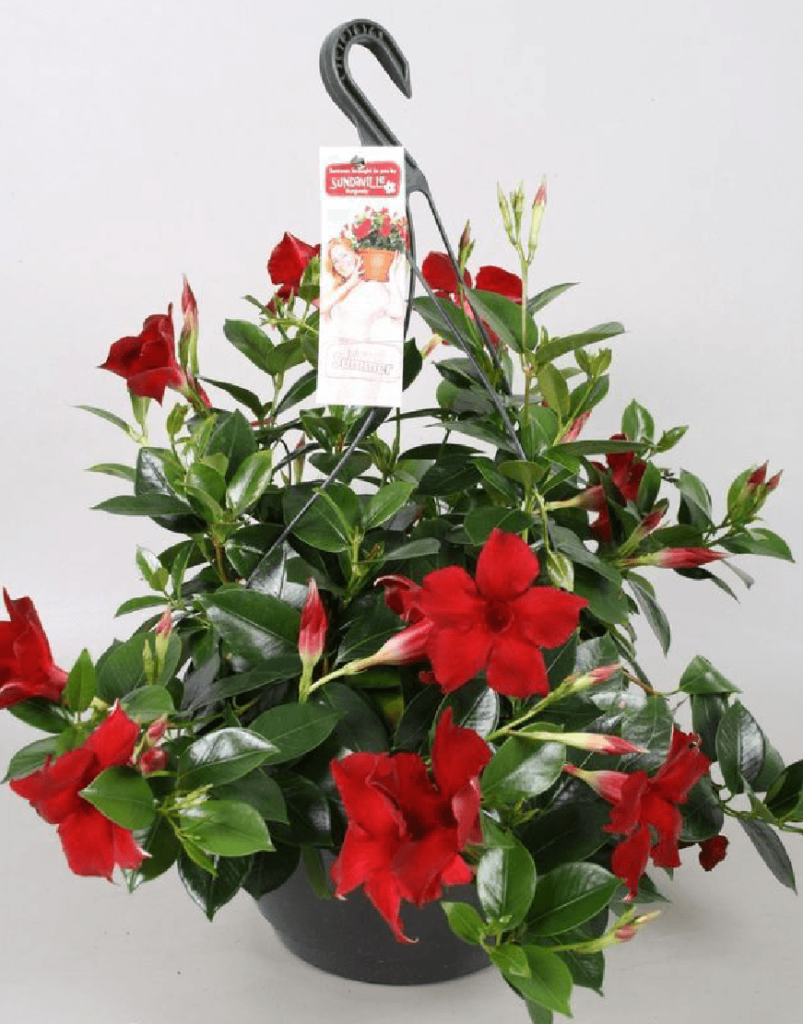 Sundaville® Burgundy - Worlds no.1 mandevilla (dipladenia)