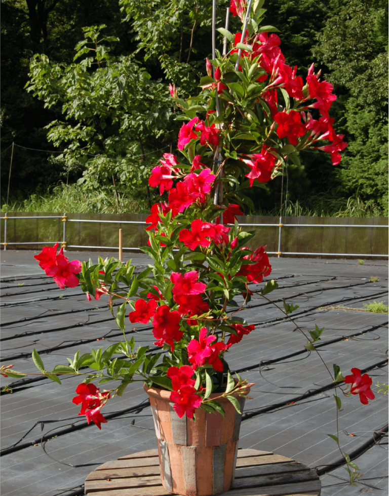 Sundaville® Carmine XXL - Worlds no.1 mandevilla (dipladenia)