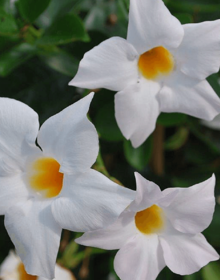 Sundaville® White (impr.) - Worlds no.1 mandevilla (dipladenia)