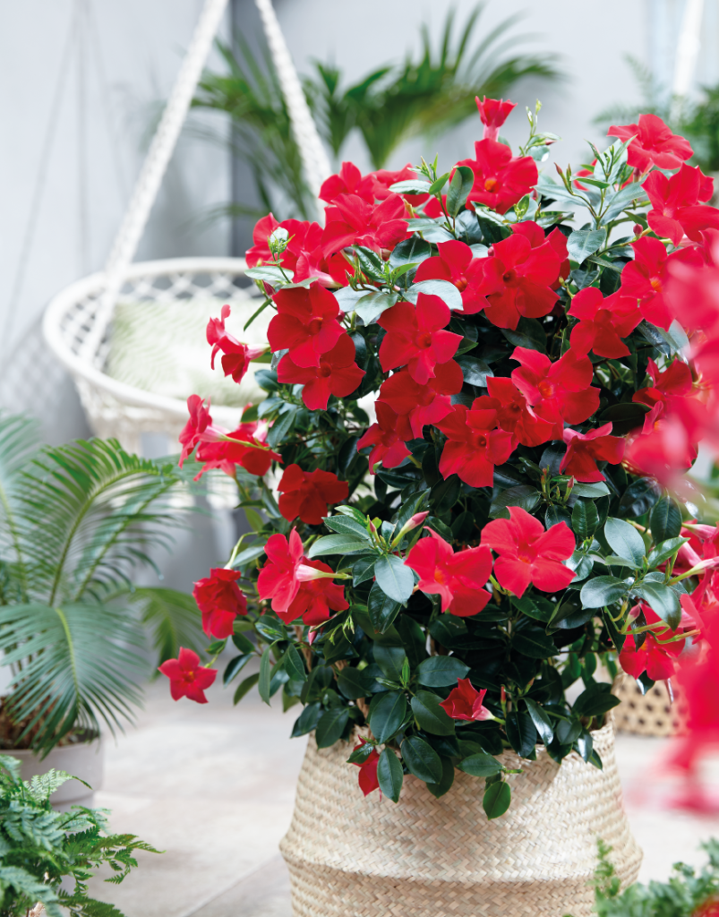 Sundaville Fashion Red - World's #1 Mandevilla (Dipladenia)
