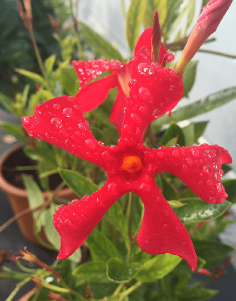 Sundaville® Up Scarlet - Worlds no.1 mandevilla (dipladenia)