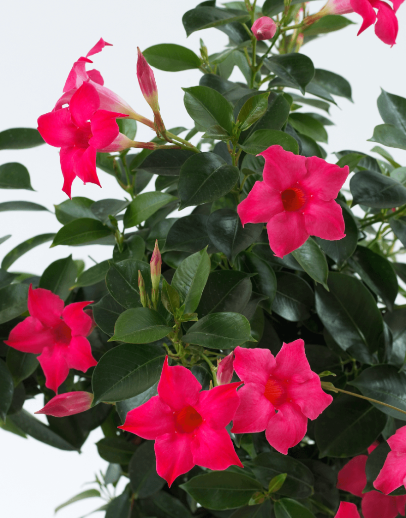 Sundaville® Pink - Worlds no.1 mandevilla (dipladenia)
