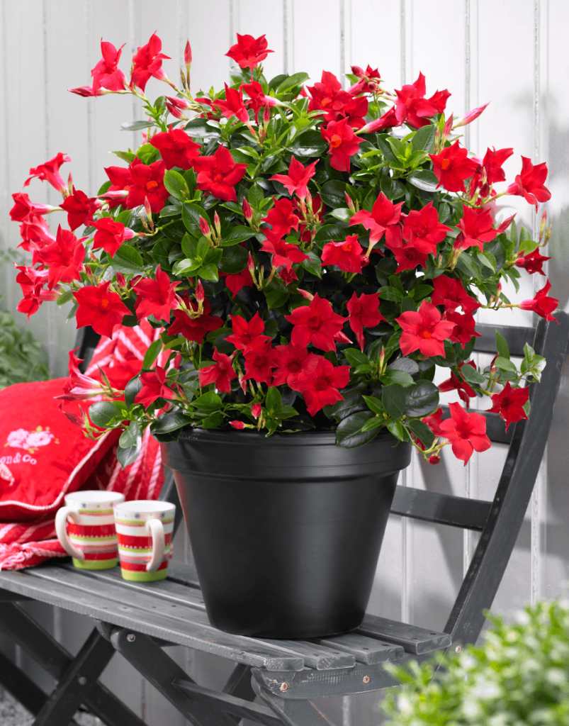 Sundaville® Red - Worlds no.1 mandevilla (dipladenia)