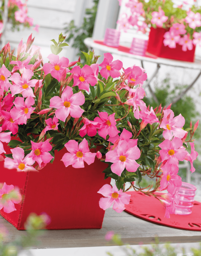 Sundaville® Rose Star - Worlds no.1 mandevilla (dipladenia)