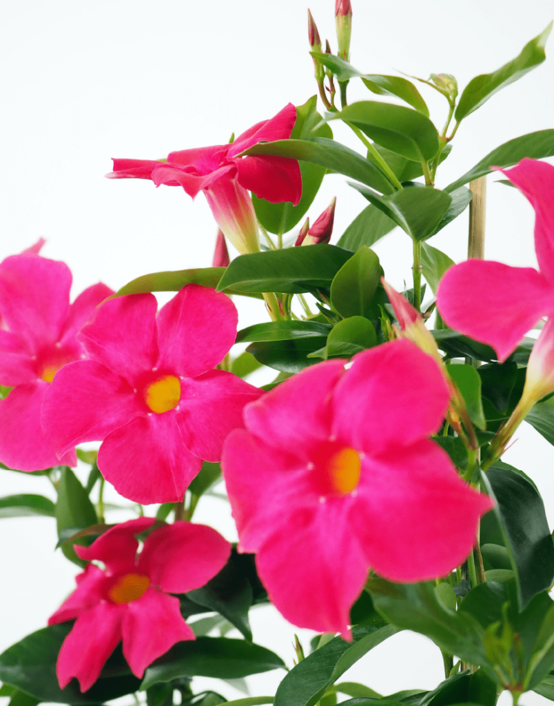 Sundaville® Fashion Pink - Welten Nr.1 Mandevilla (Dipladenia)