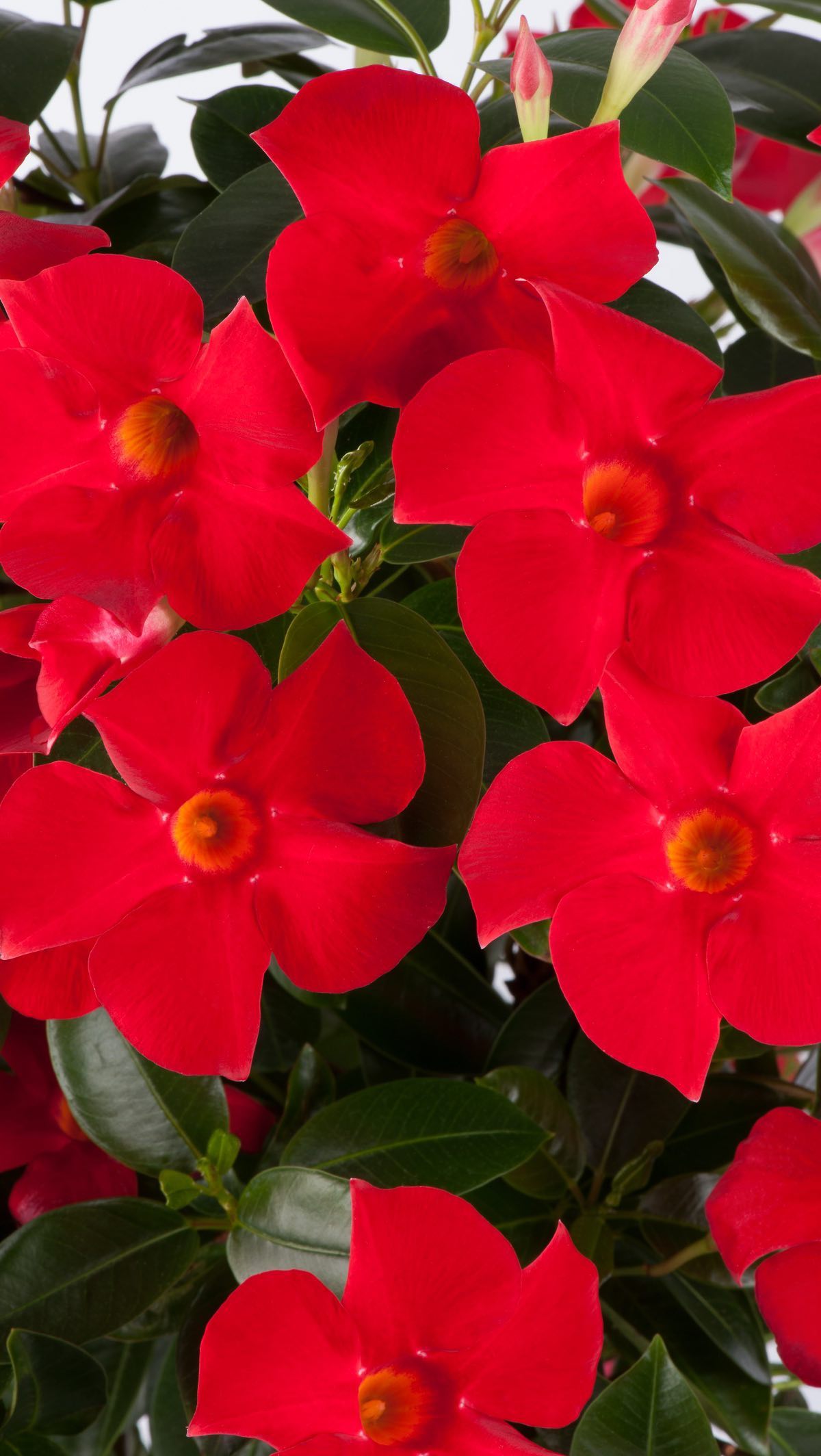 Press kit Sundaville® | Flower Power | Must-have for your garden