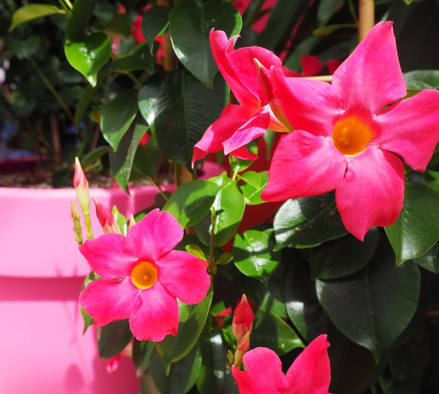 Press kit Sundaville® | Flower Power | Must-have for your garden
