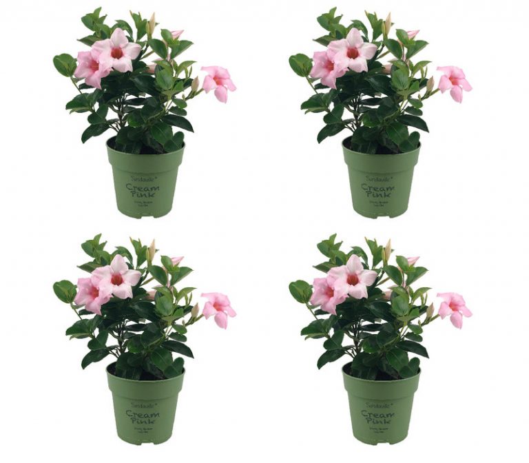 Sundaville® Mini Cream Pink (4 stuks) | 's Werelds nr. 1 mandevilla ...