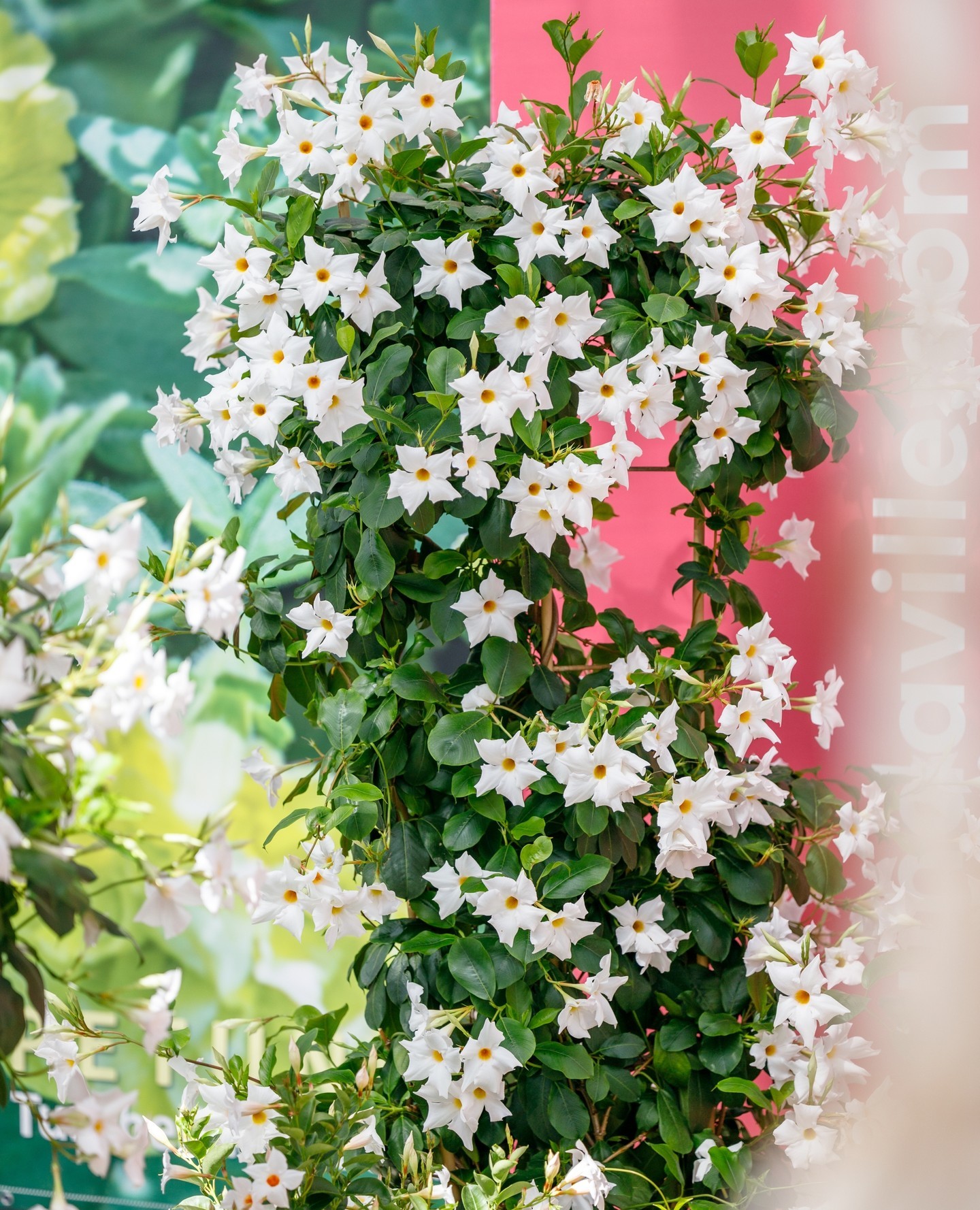 Press kit Sundaville® | Flower Power | Must-have for your garden