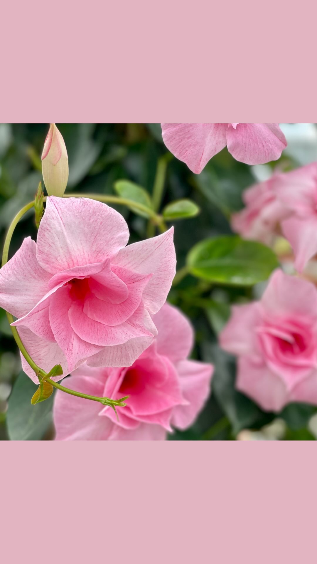 Press kit Sundaville® | Flower Power | Must-have for your garden