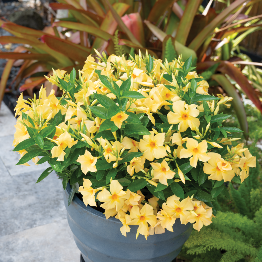 Sundaville® Collection | Check out all our varieties | Sundaville.com