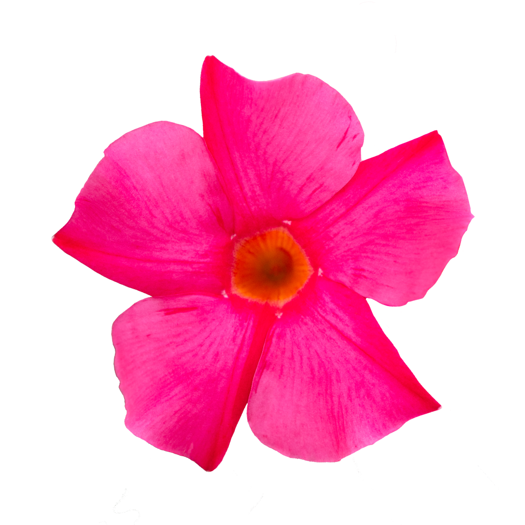 Sundaville® Early Pink - Worlds no.1 mandevilla (dipladenia)