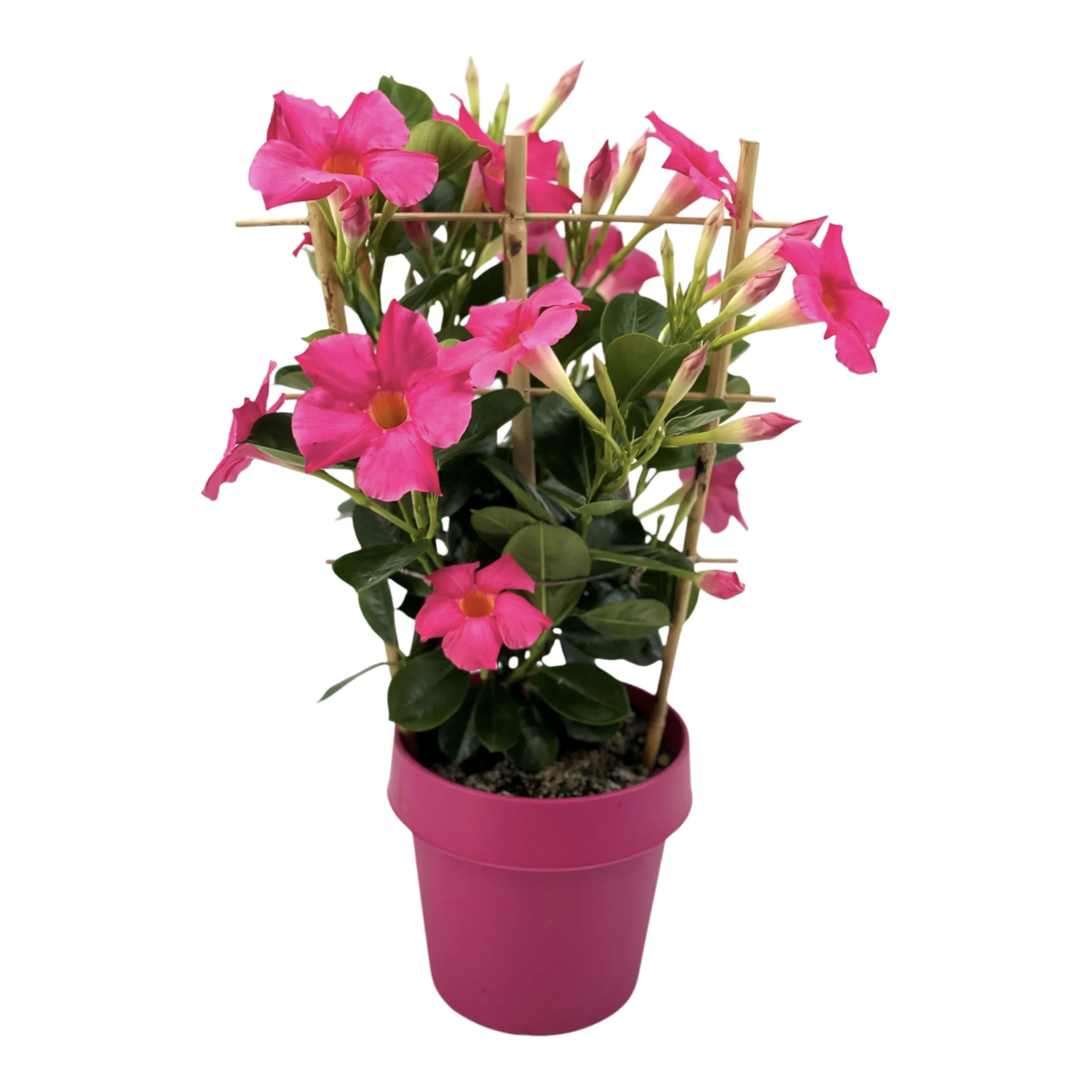 Sundaville® shop | Choose your favorite plant | Different sizes and colors