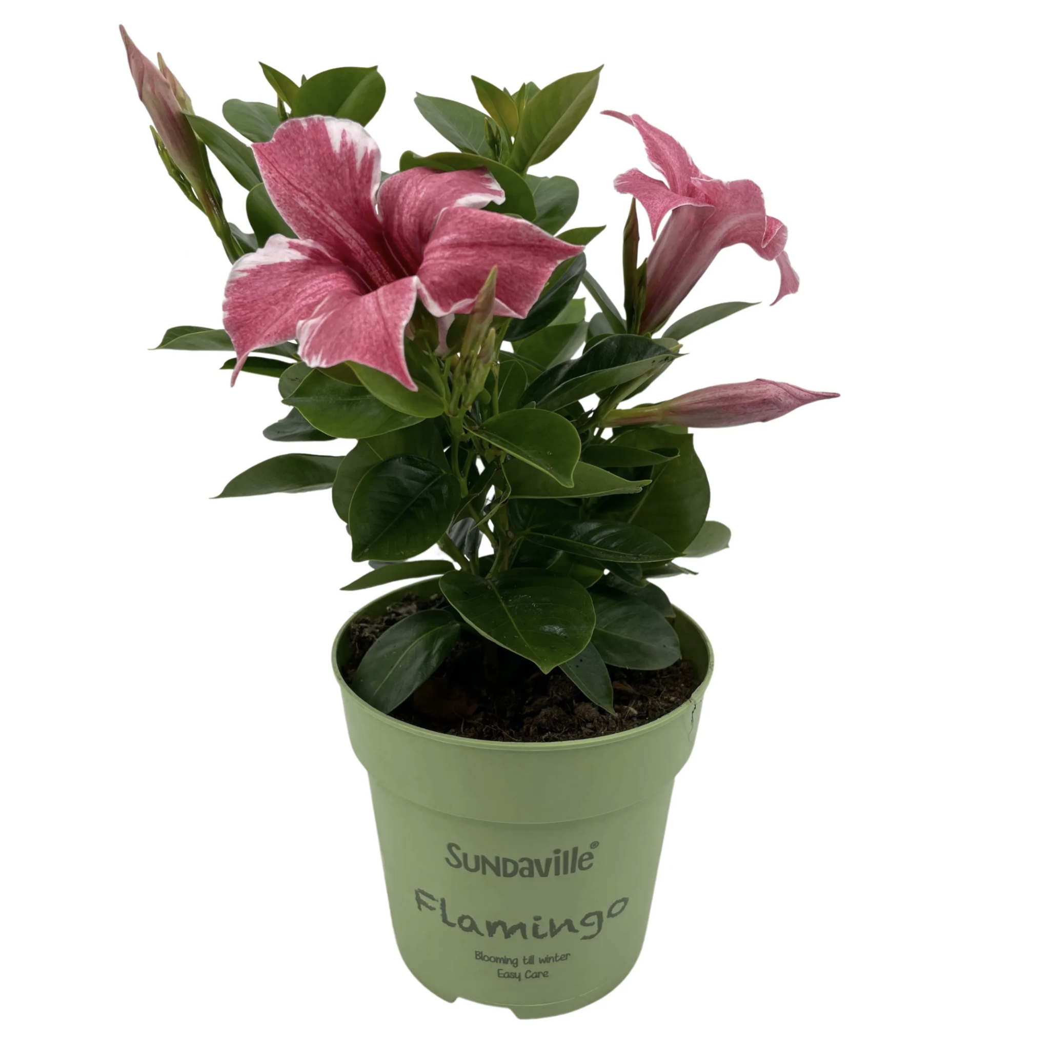 Sundaville® Flamingo Pink Archives - Sundaville.com