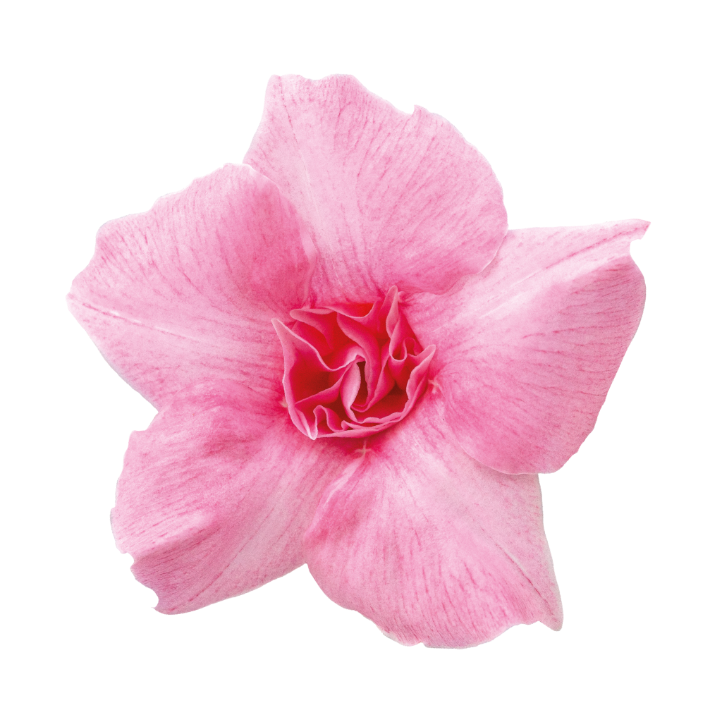 Sundaville® Double Blush Pink 24cm (pyramid XL) - Worlds no.1 ...