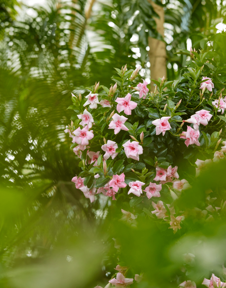 Sundaville® Double Blush Pink - World's first double mandevilla