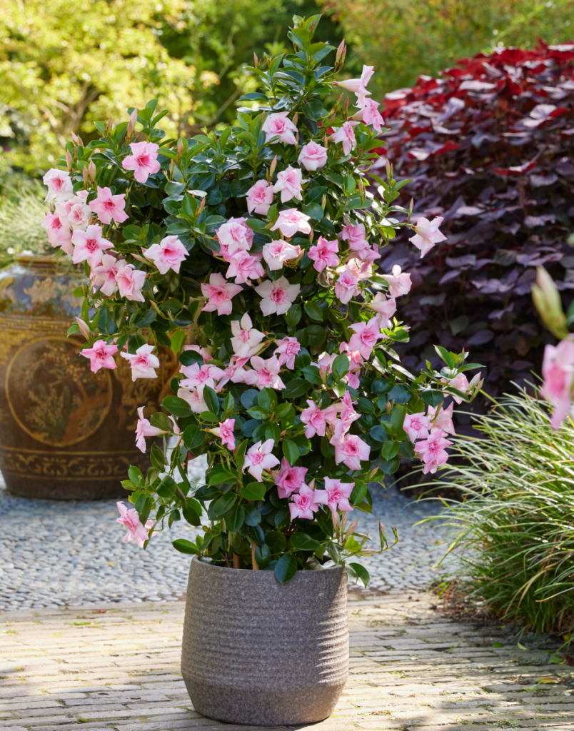 Sundaville® Double Blush Pink - World's first double mandevilla