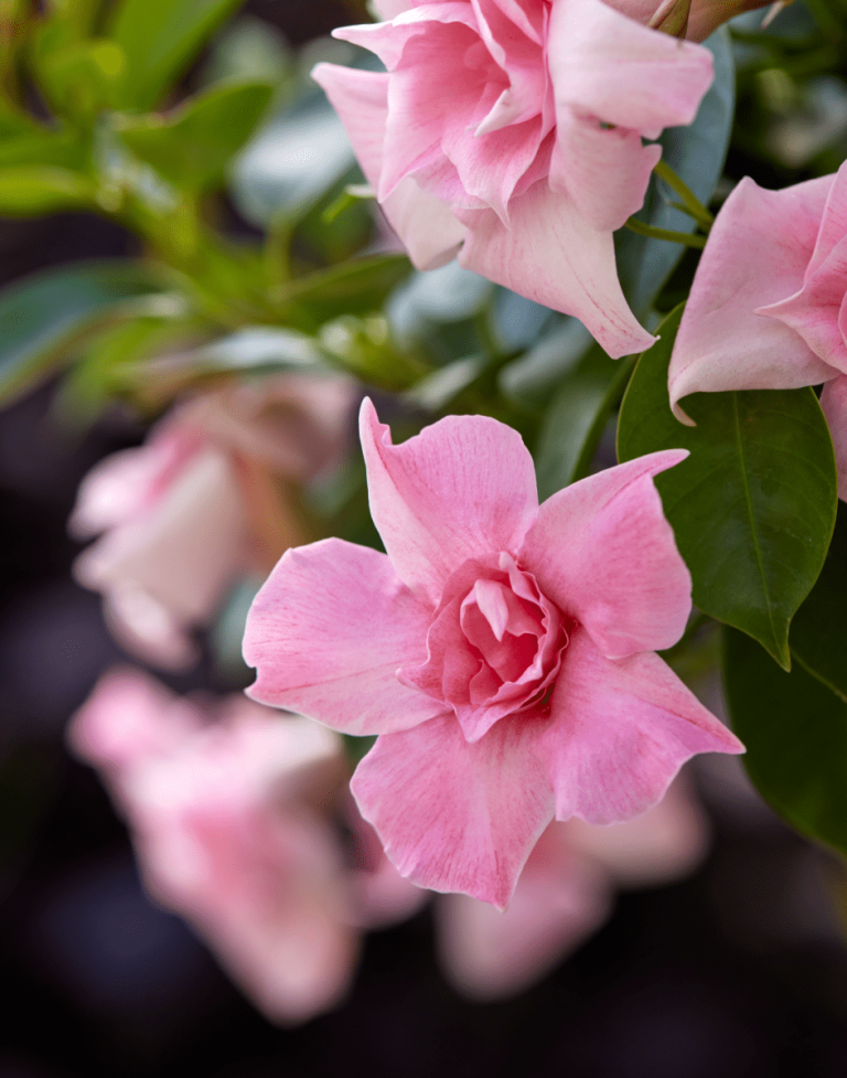 Sundaville® Double Blush Pink - World's first double mandevilla