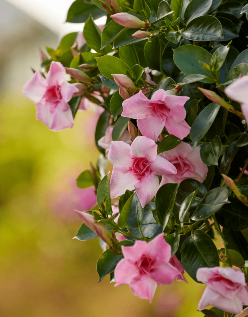 Sundaville® Double Blush Pink - World's first double mandevilla