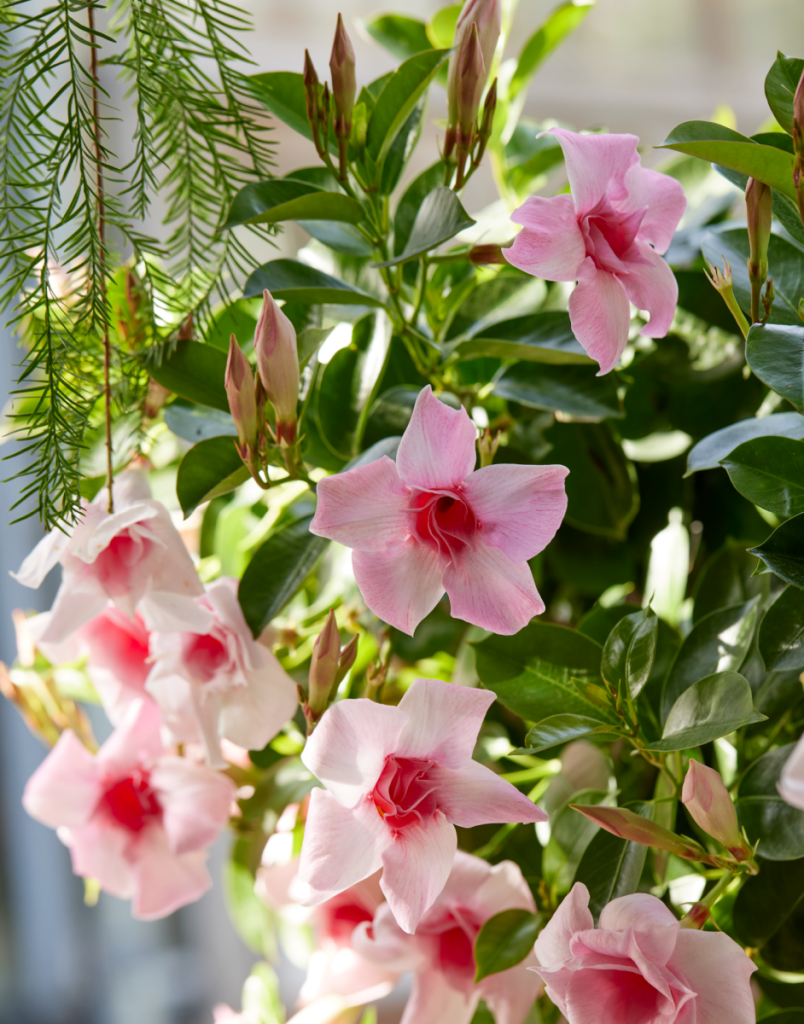Sundaville® Double Blush Pink - World's first double mandevilla