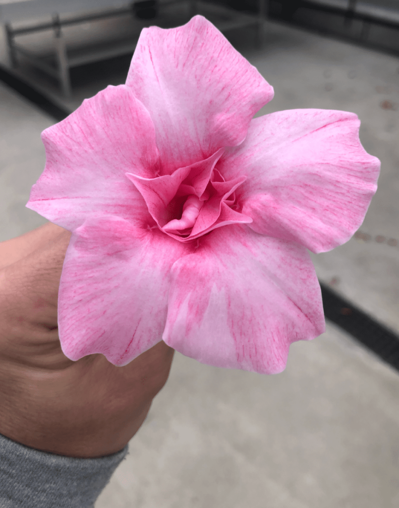 Sundaville® Double Blush Pink - World's first double mandevilla