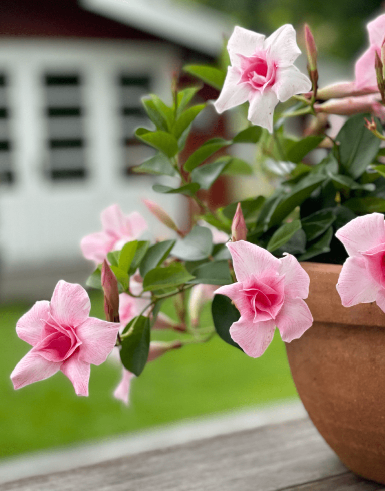Sundaville® Double Blush Pink - World's first double mandevilla