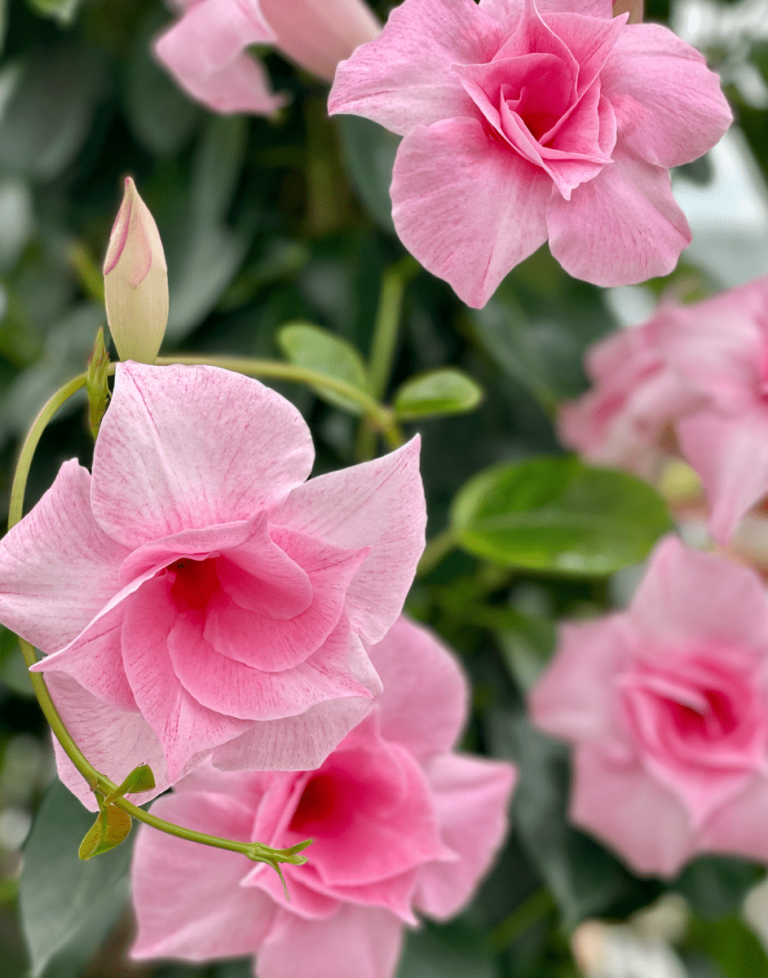 Sundaville® Double Blush Pink - World's first double mandevilla