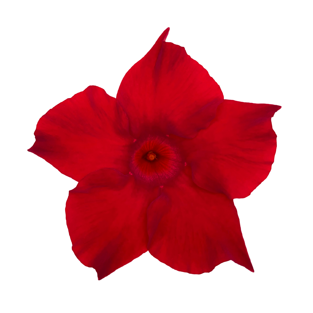 Sundaville® Verona Red - Welten Nr.1 Mandevilla (Dipladenia)