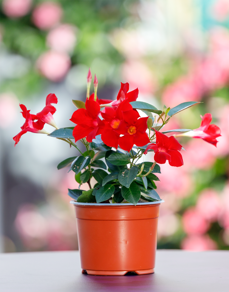 Sundaville® Verona Red - Worlds no.1 mandevilla (dipladenia)