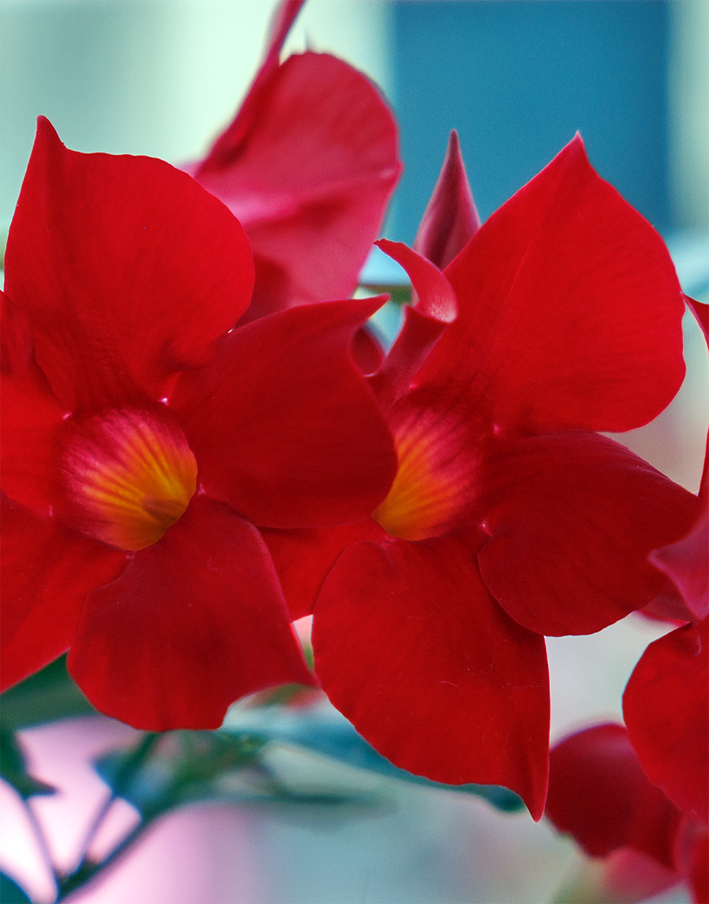 Sundaville® Verona Red - Welten Nr.1 Mandevilla (Dipladenia)