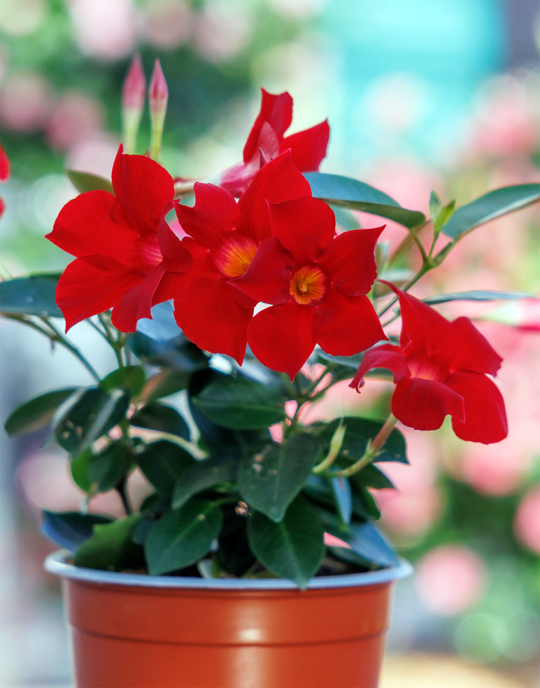 Sundaville® Verona Red - Worlds no.1 mandevilla (dipladenia)