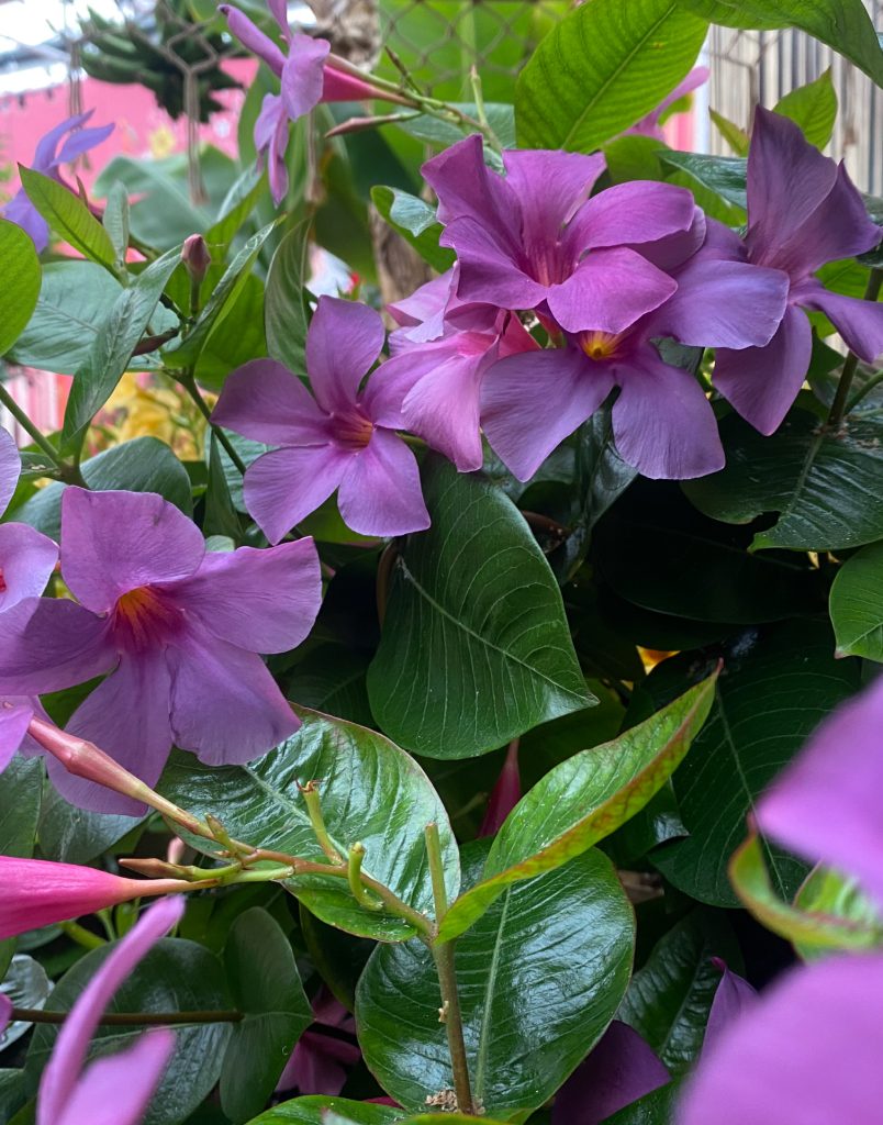 Sundaville® Blue (Bluephoria™) - World's #1 blue Mandevilla (Dipladenia)