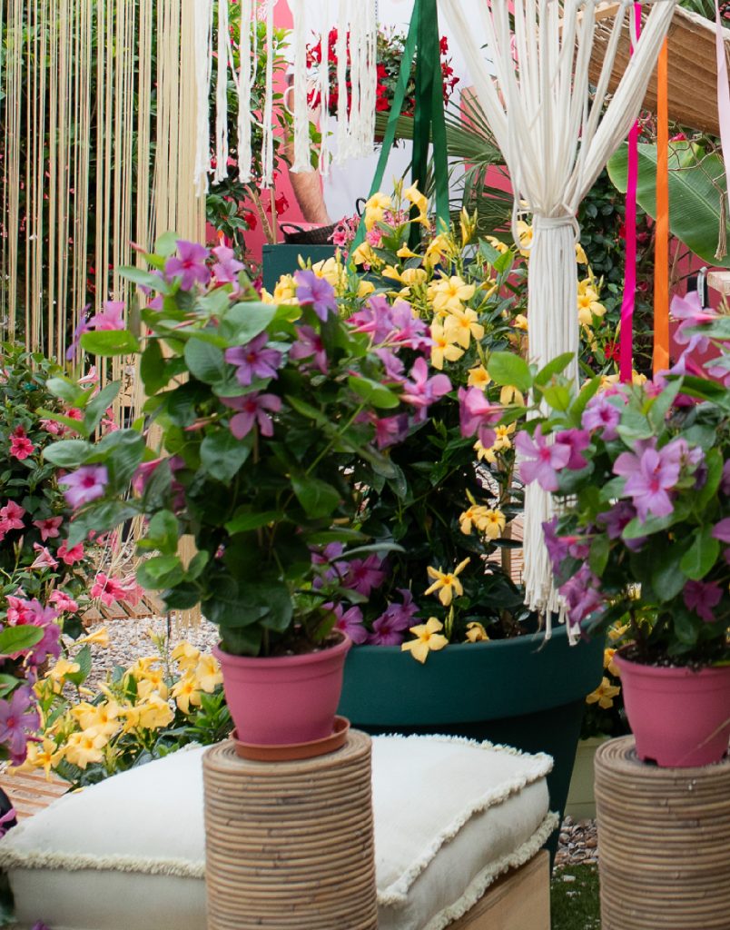 Sundaville® Blue (Bluephoria™) - World's #1 blue Mandevilla (Dipladenia)