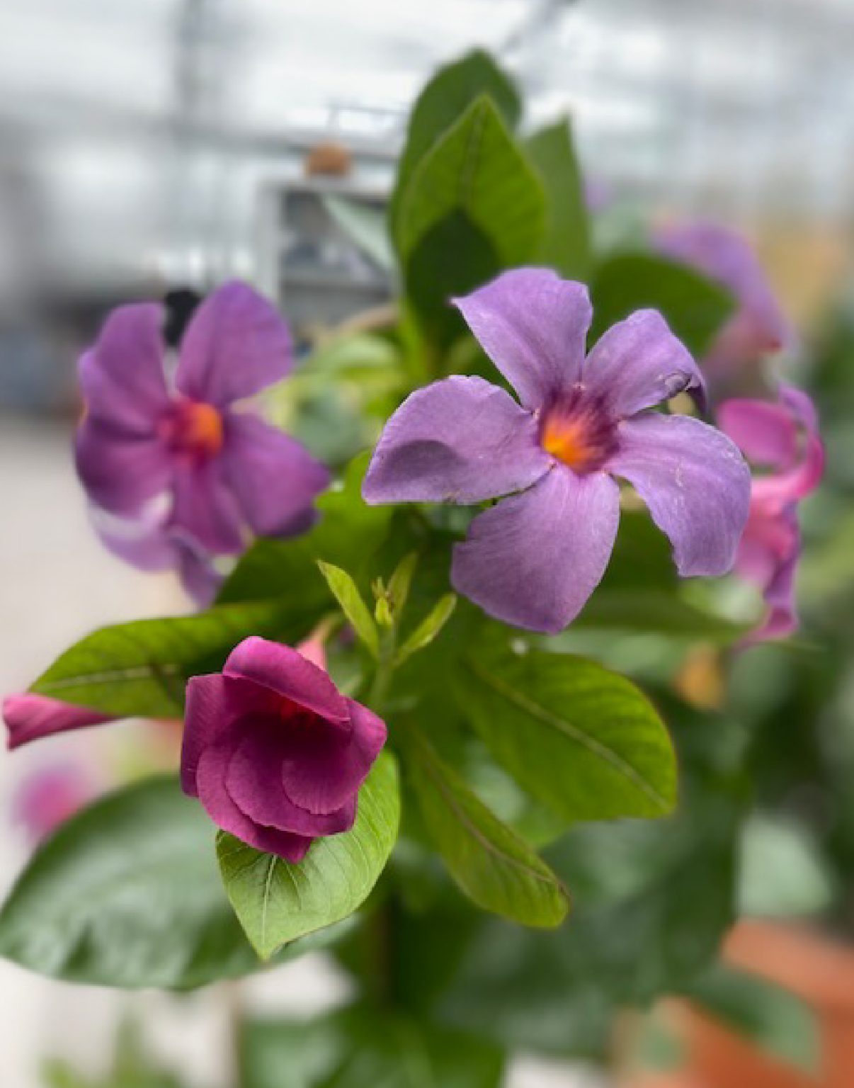 Sundaville® Blue (Bluephoria™) - World's #1 blue Mandevilla (Dipladenia)