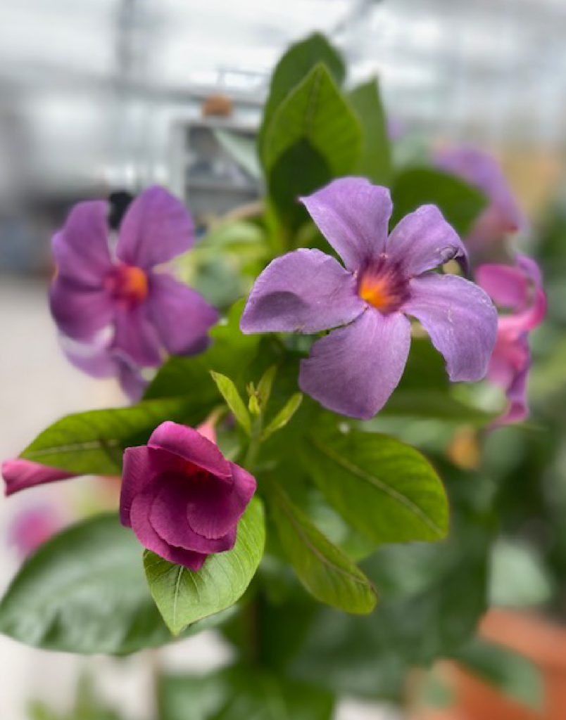 Sundaville® Blue (Bluephoria™) - World's #1 blue Mandevilla (Dipladenia)