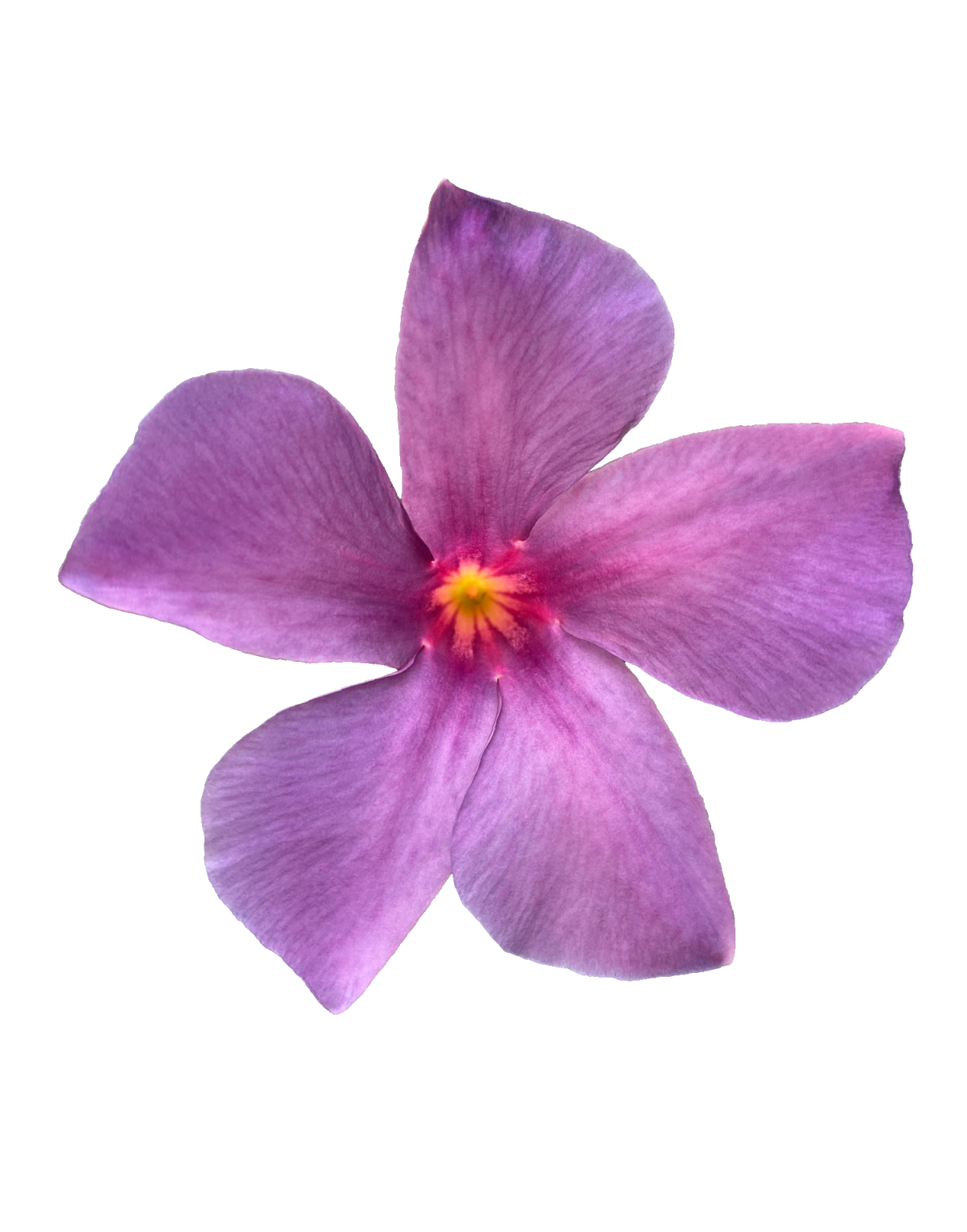 Sundaville® Blue (Bluephoria™) - World's #1 blue Mandevilla (Dipladenia)